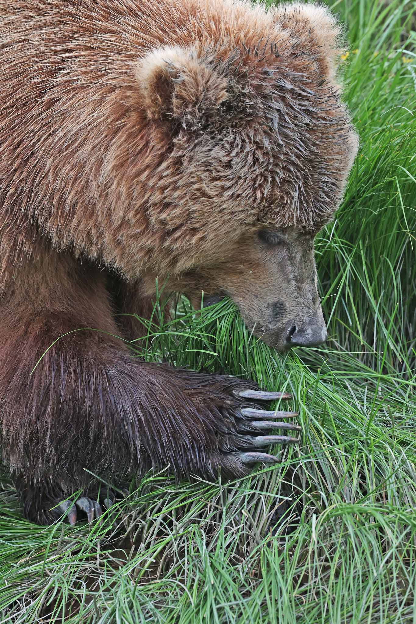 Gallery - Cannon's Kusko Creations